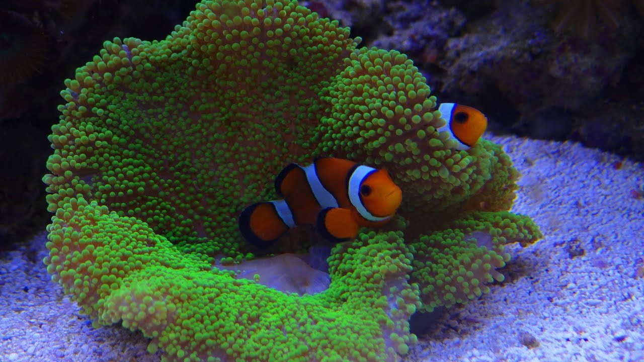 Groene Clownvis Op Afstand Bestuurbare Vissen R/C Clownvis Oranje