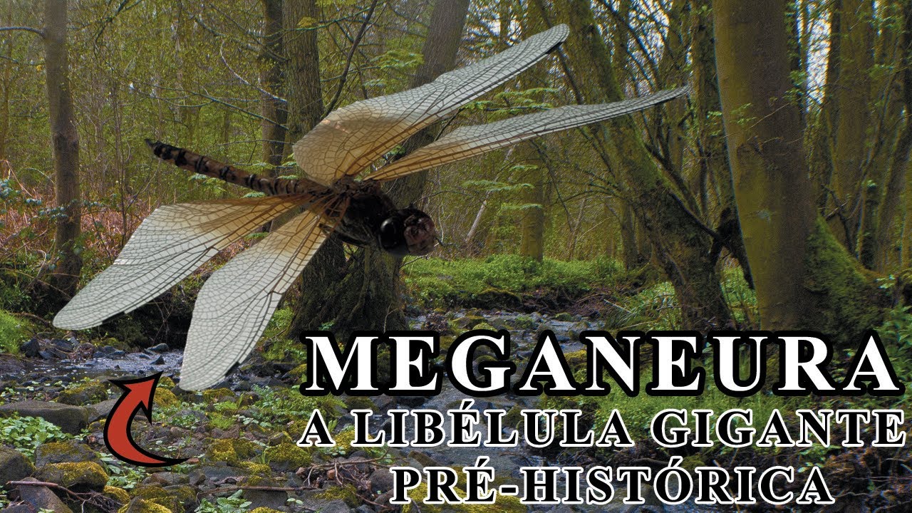 BIOLOGIA DO MAIOR INSETO QUE JÁ VIVEU - MEGANEURA - YouTube