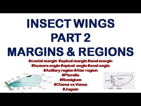Insect Wings | Part 2 | Margins & Regions of a wing | Axillary vs Alar ...