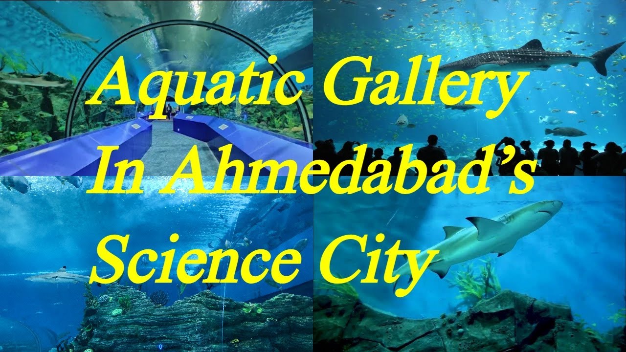 Underground Aquarium & Sharks || Captivating Aquatic Gallery At Gujarat ...