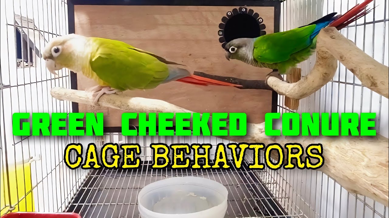 GREEN CHEEKED CONURES Cage Behaviors and Funny Moments - YouTube