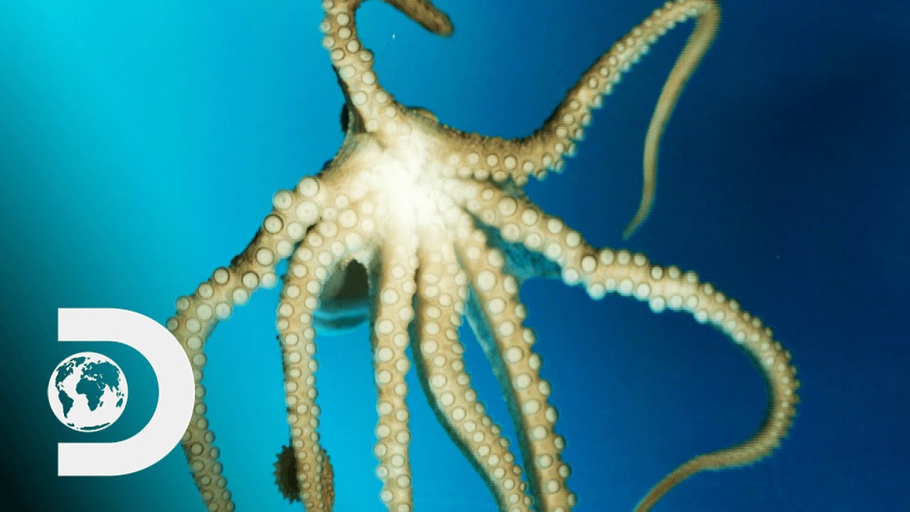 Devilfish Octopus Island Of The Blue Dolphins