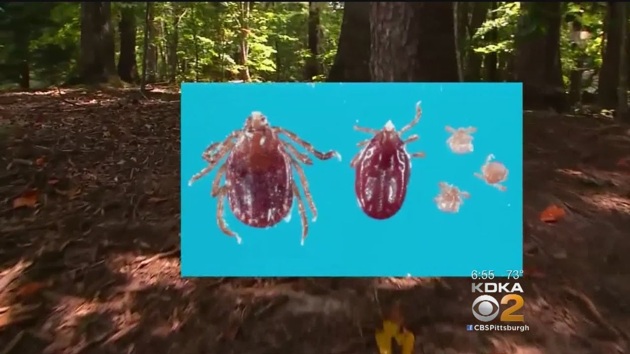 Exotic Tick Discovered In Pennsylvania, Poses Threat To Livestock ...
