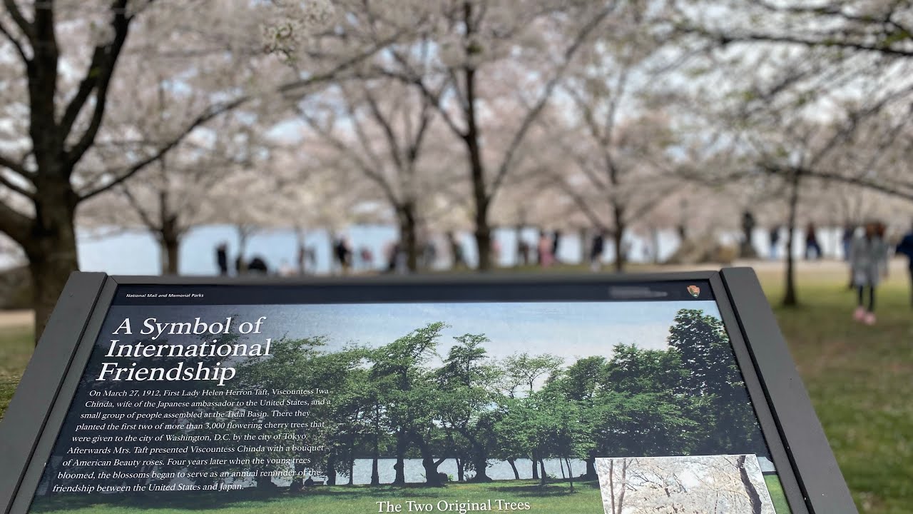 Cherry Blossoms 2024 in Washington, DC - YouTube