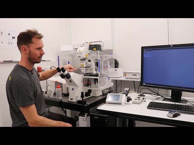 Confocal Laser Scanning Microscopy Zeiss
