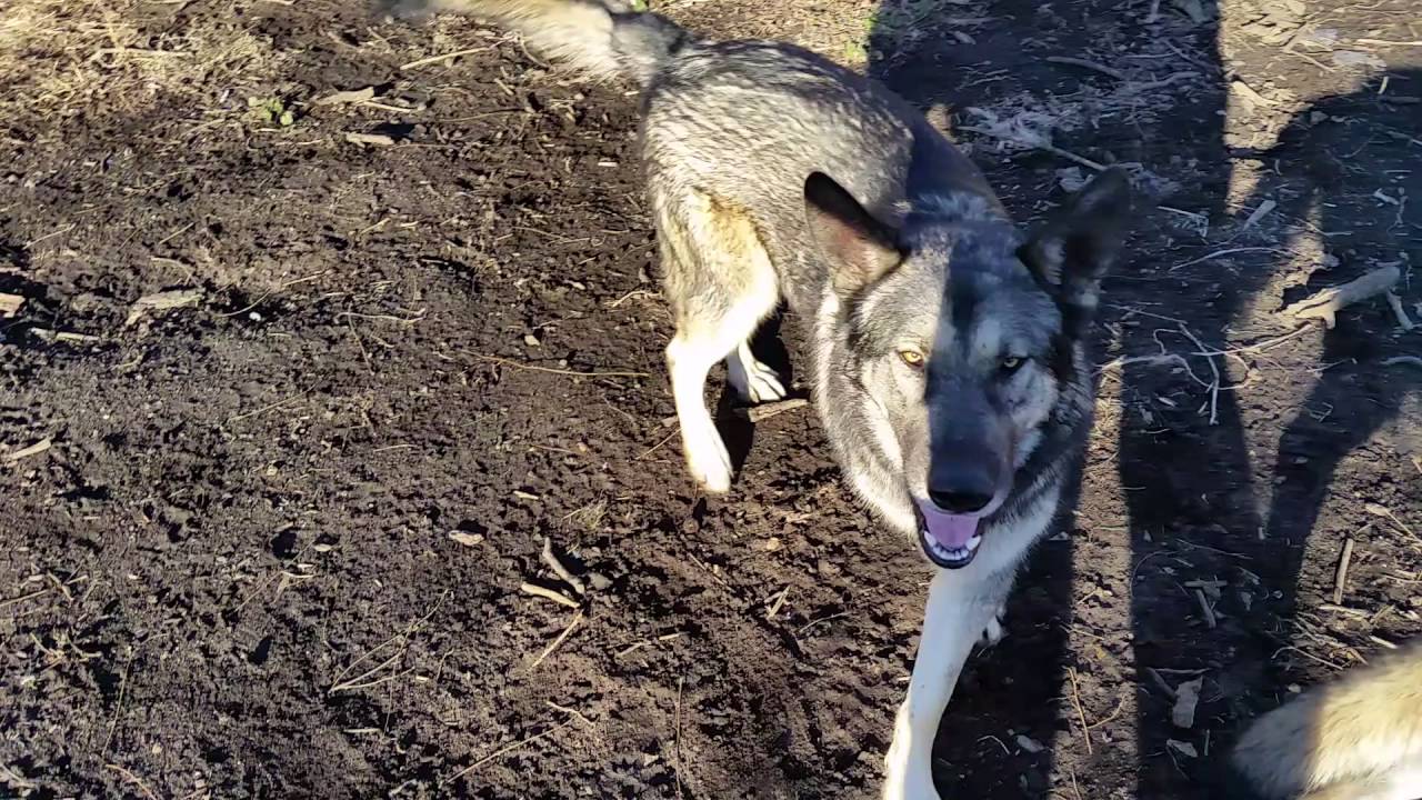 American Tundra Shepherd males - YouTube