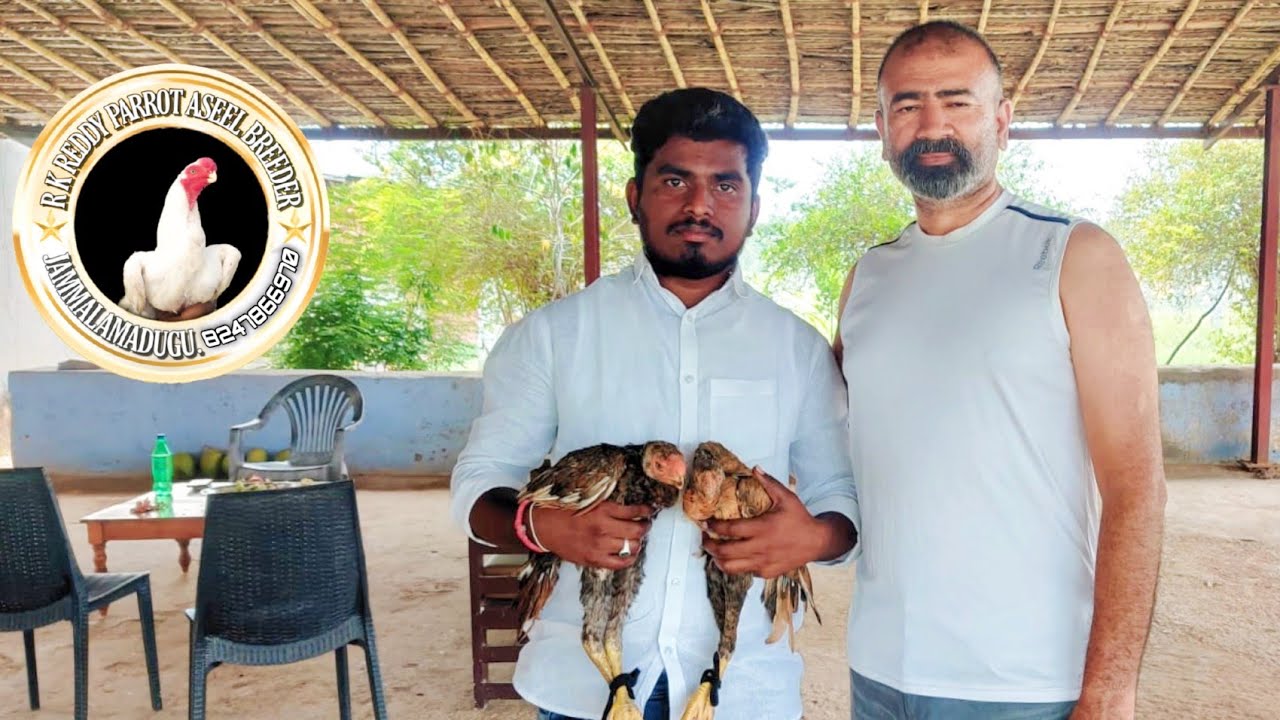 Pondram Pattalu Nithi Anna Home Breed 1 Pair - YouTube