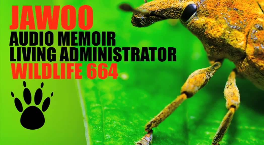 Jawoo - Living Administrator - YouTube