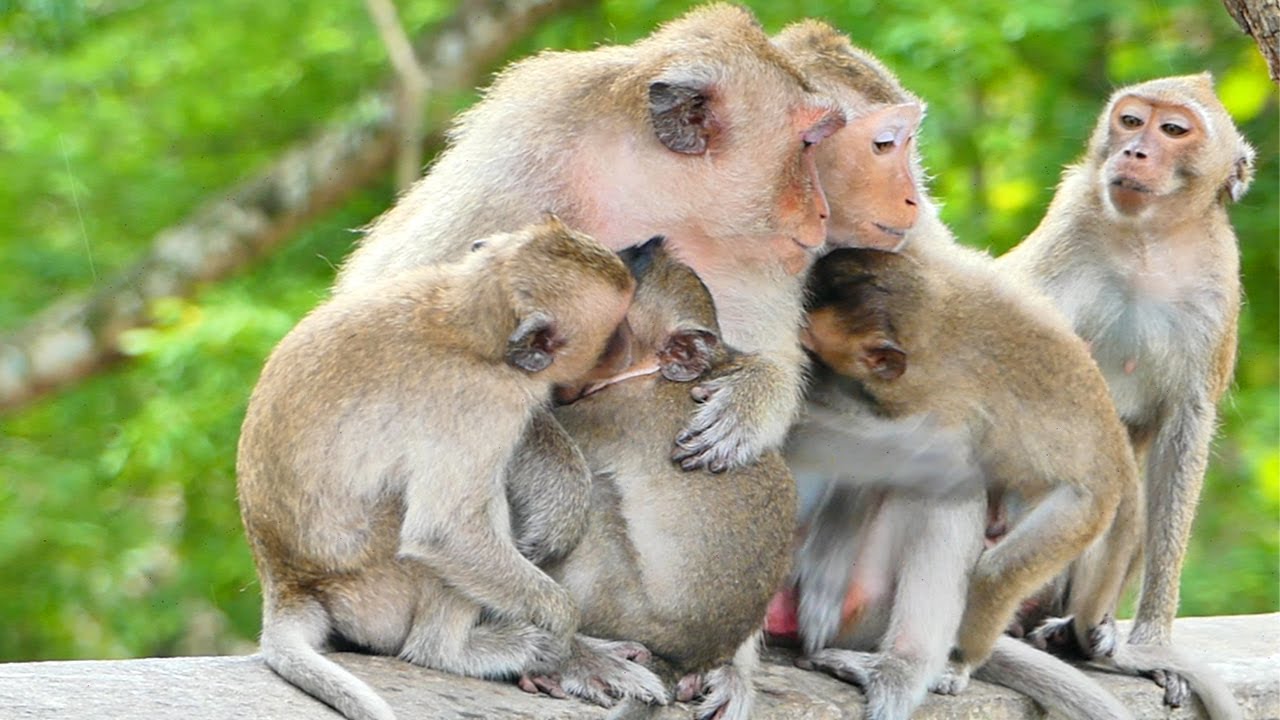 A sweet time of family macaques - YouTube