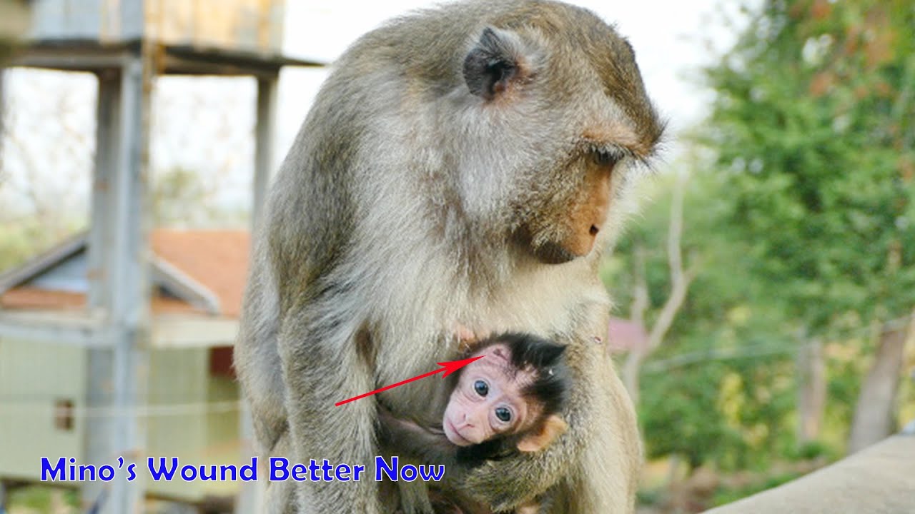 Baby Monkey Mino Becomes Much Better On His Scar Wound On His Head Now ...