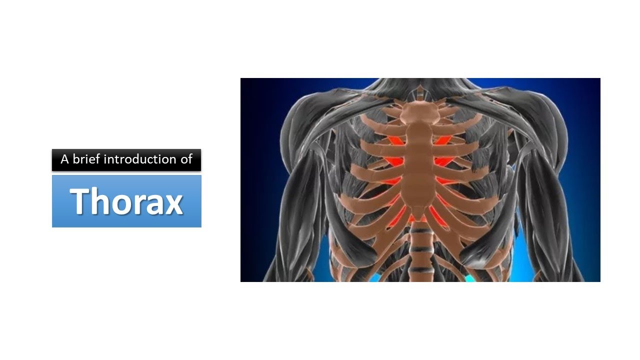 A brief introduction of the thorax. Prof. Dr. Ashfaqur Rahman - YouTube