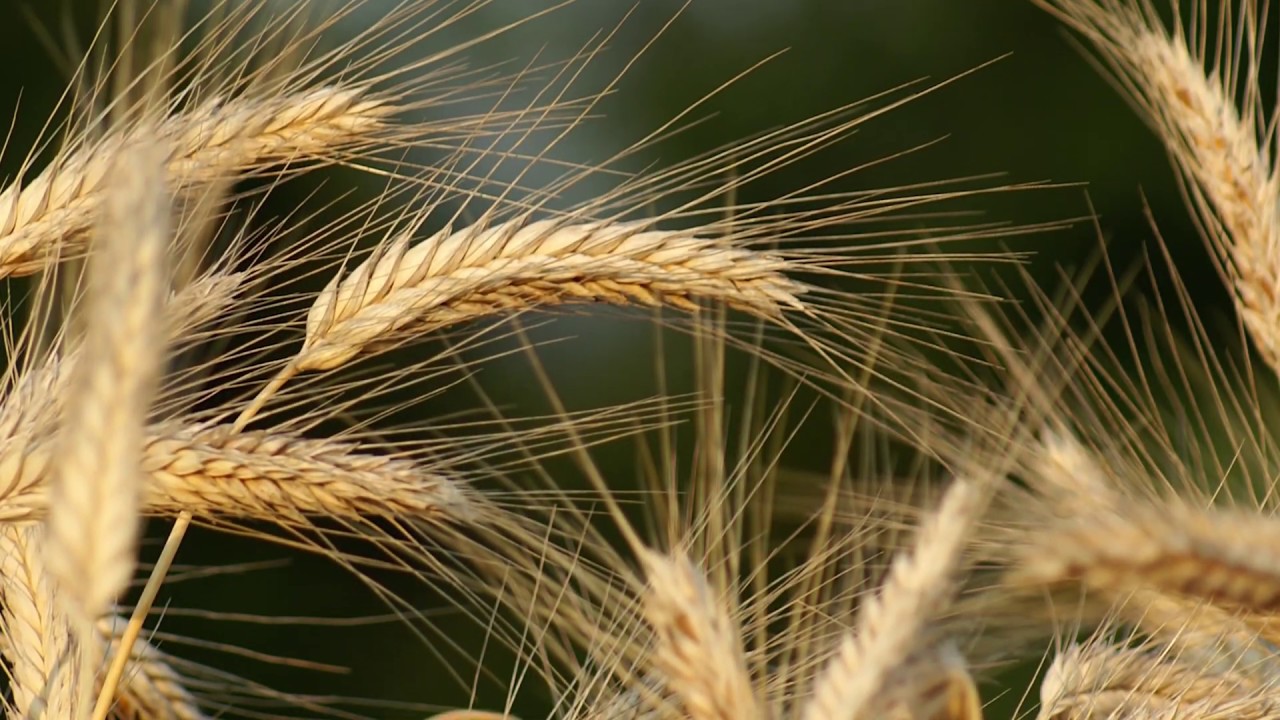 Divine Offerings Food and Drink - Ancient Egyptian Wheat - YouTube