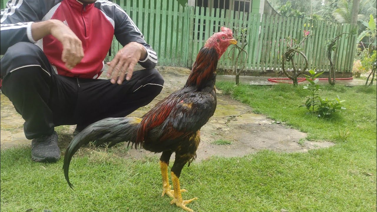 Ayam Pama. Full speed - YouTube