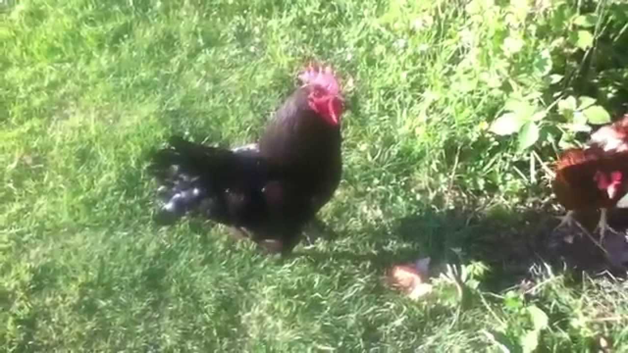 The Psycho Rooster - YouTube