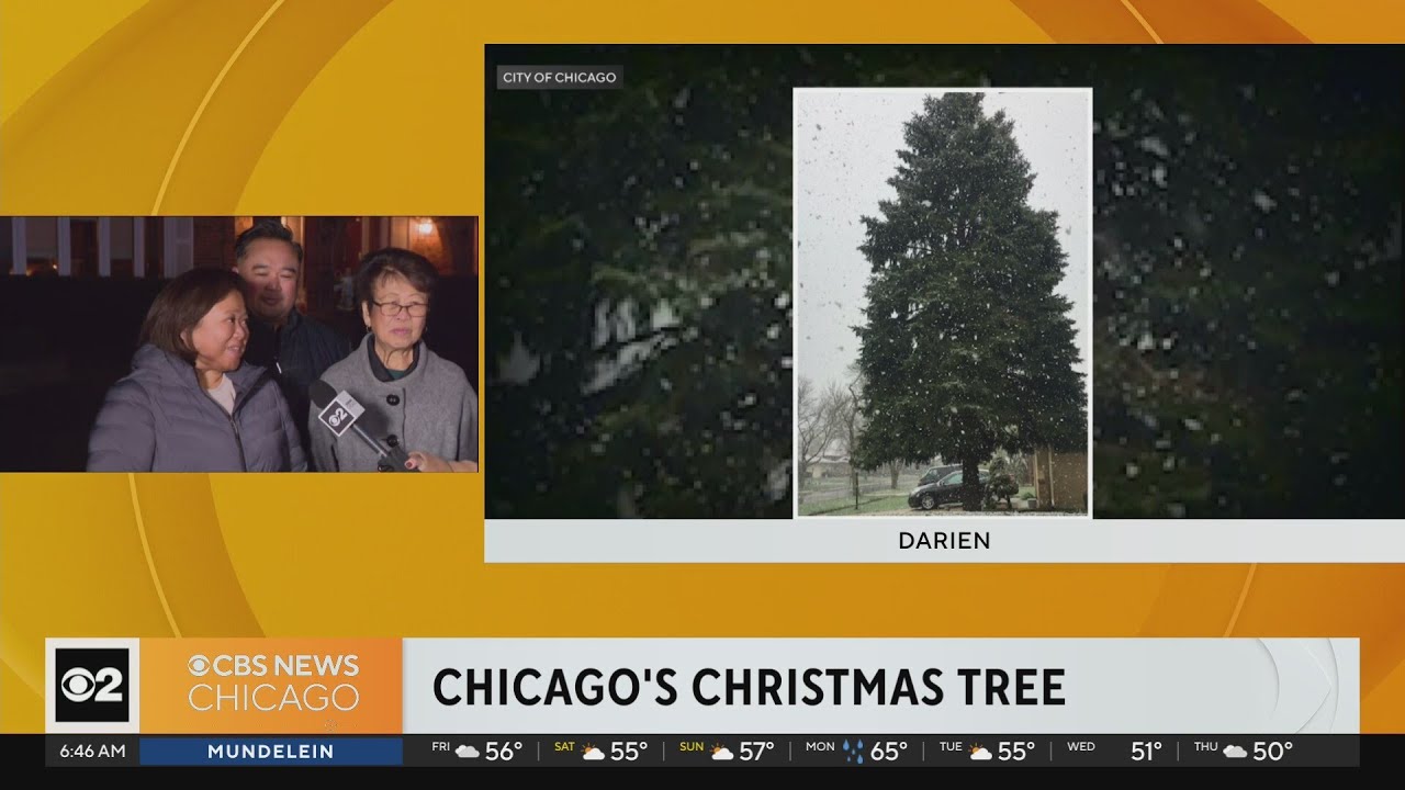 De La Cruz family in Darien donating this year's Christmas tree for ...