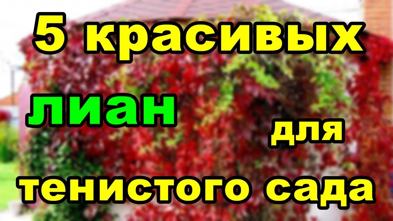 5 красивых лиан для тенистого сада | Вьющиеся растения для сада - YouTube