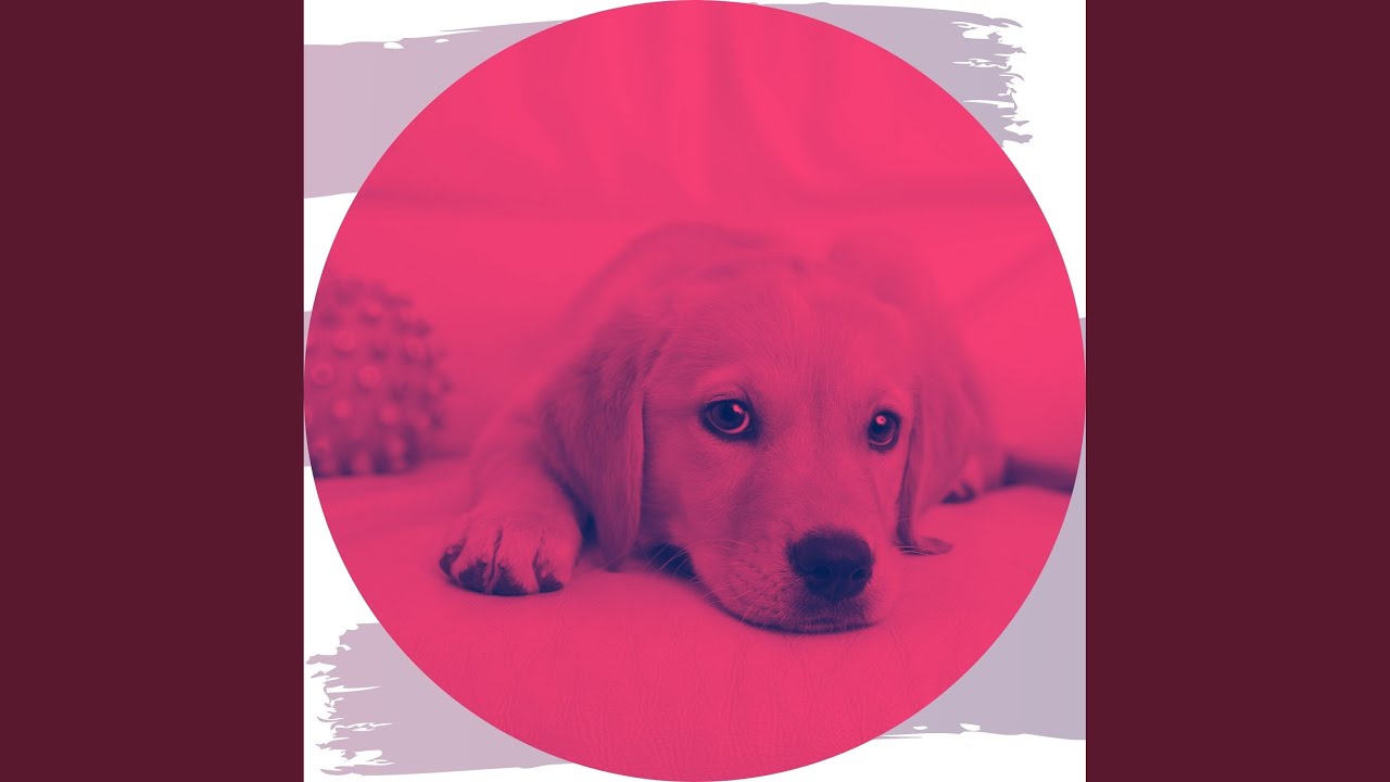 Sublime Relaxed Pooch - YouTube Music