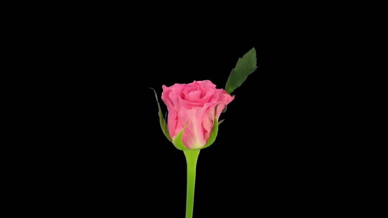 Pink "Ballet" Rose Petals Open Stock Video - YouTube