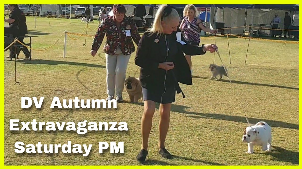 2023 DV Autumn Extravaganza (Saturday PM) - Non-Sporting Dogs Best In ...