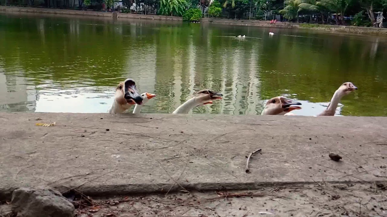 Swan_playing - YouTube