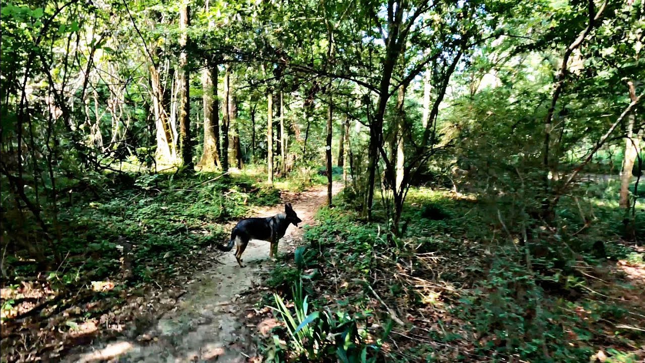 BREC’s Forest Community Park Nature Trail Baton Rouge - YouTube