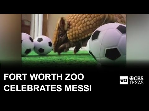 Fort Worth Zoo celebrates Messi, World Cup with Argentinian armadillo