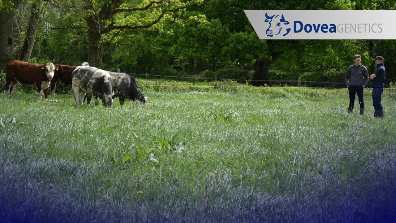 Dovea Genetics visit to Mark Collins - MCMilkingIt - YouTube