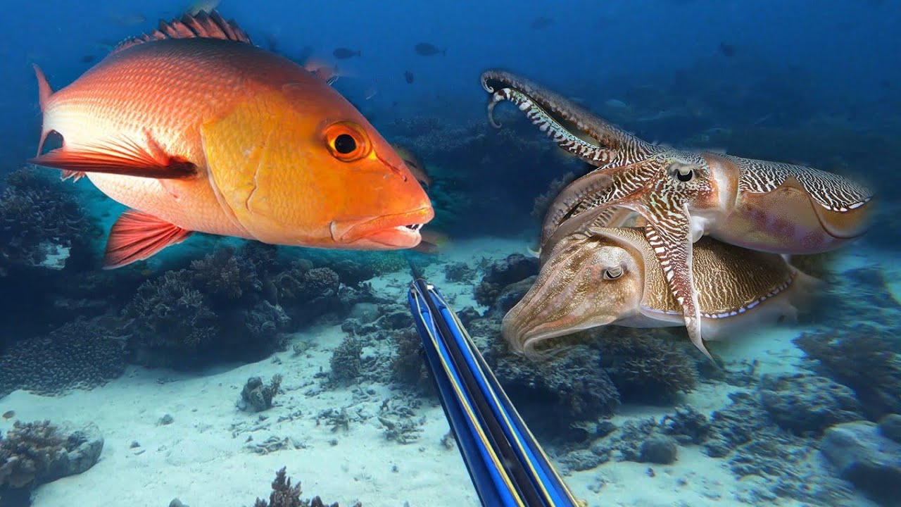 Spearfishing Monster RedBass & Cuttlefish In The Clear Water On ...