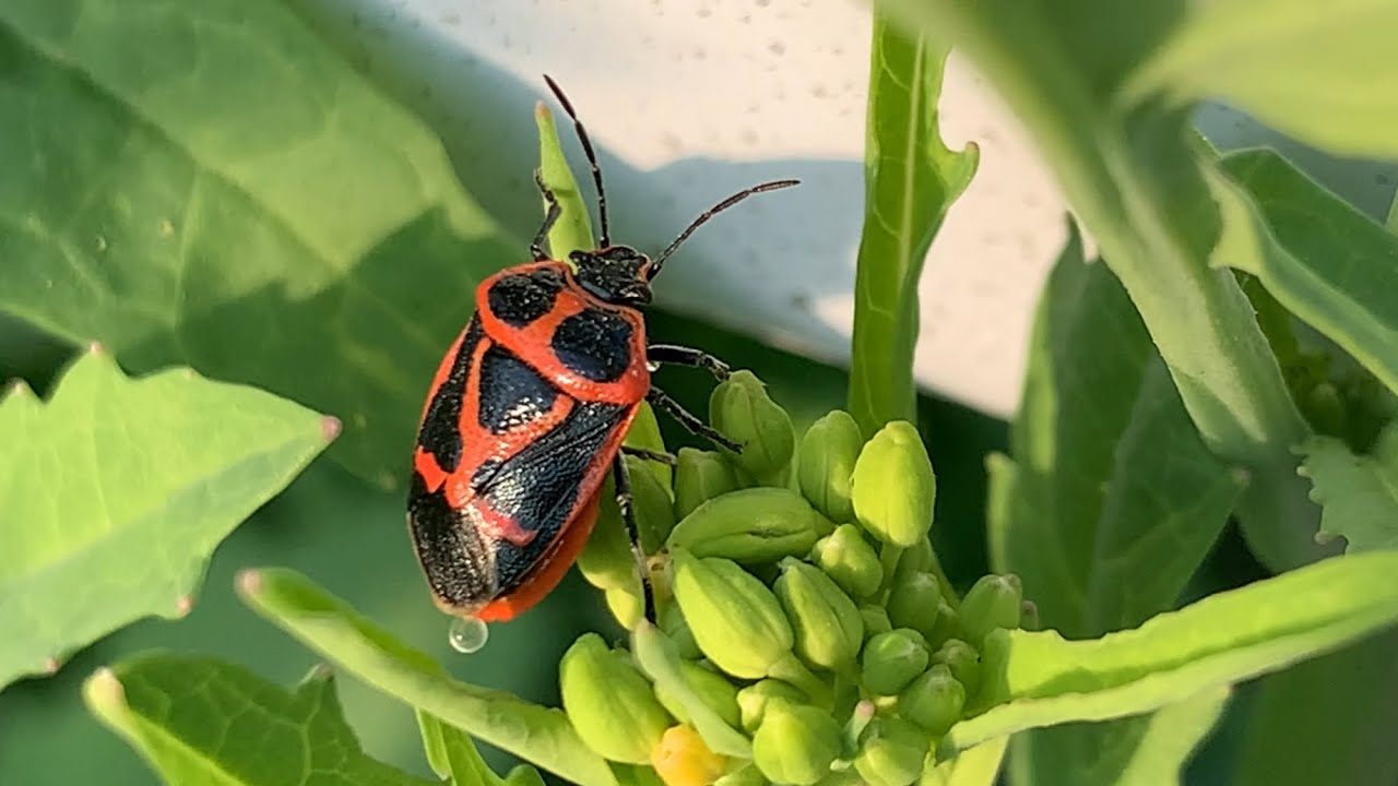 生き物 観察 Creature observation - YouTube