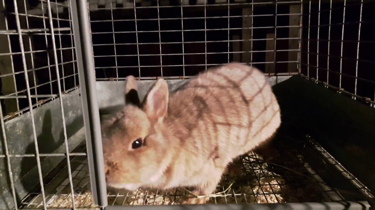 Lynx Netherland Dwarf Rabbit - YouTube