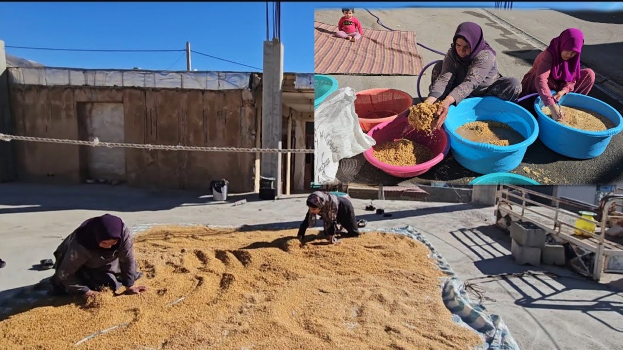The process of washing wheat and spreading it under the sun - YouTube