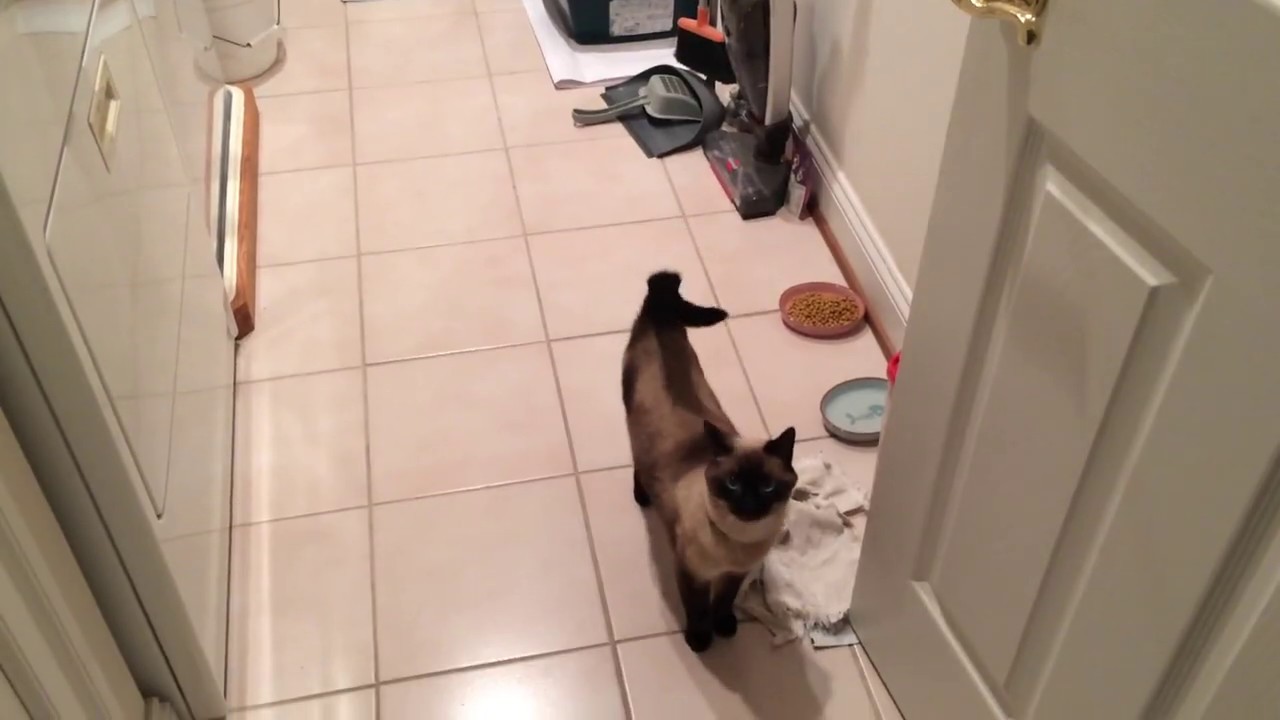 Argument with my cat guess who wins? - YouTube