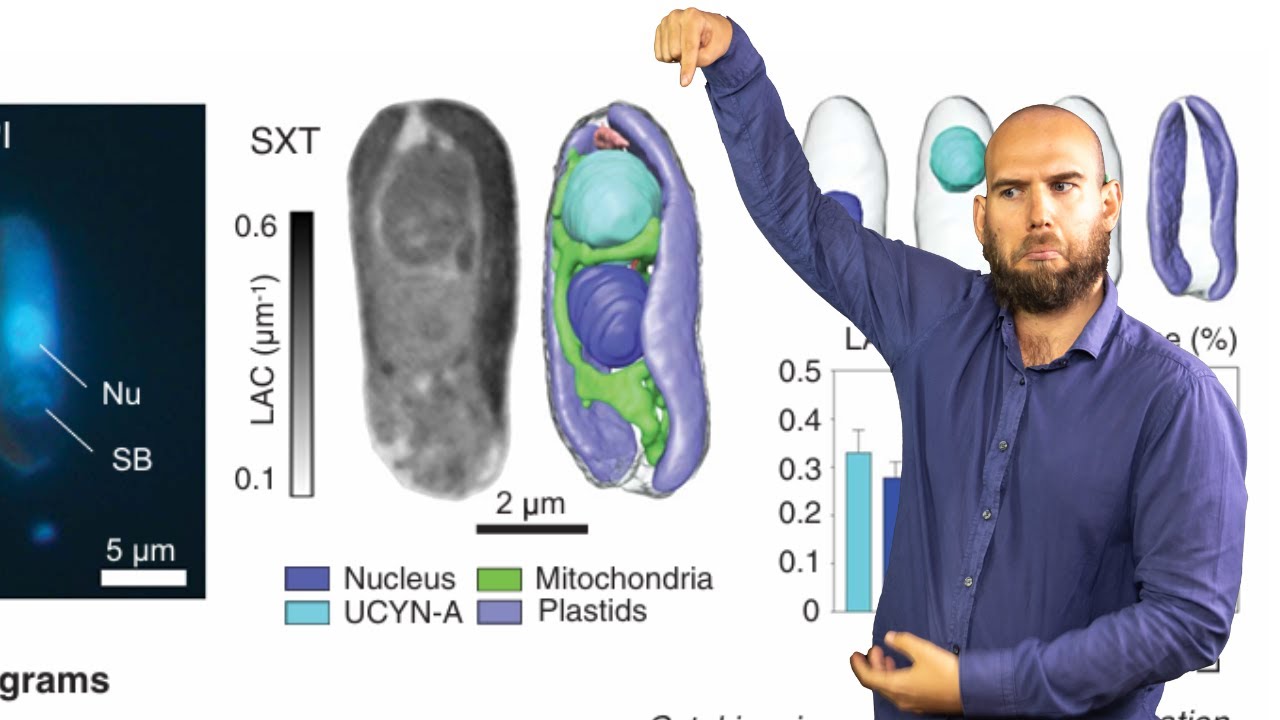 Scoperta da aggiungere ai Manuali di Biologia: il Nitroplasto - YouTube