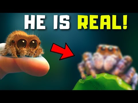 I ordered a real living Lucas the spider online... - YouTube