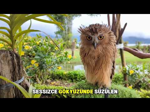 Baykuşların Gizemli Dünyası🦉 Sessiz Avcılar
