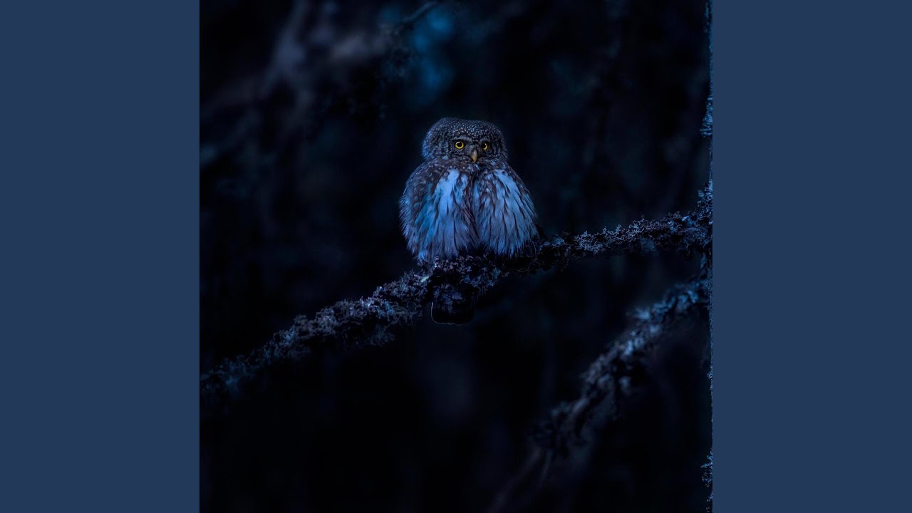 Telluraves - YouTube