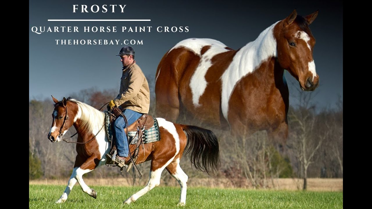 Bay Paint/Quarter Horse Gelding For Sale | Champion & Multi-Skill ...