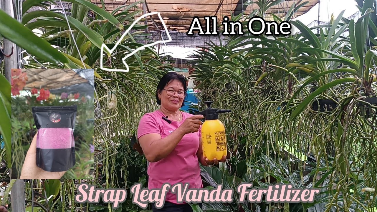 How I fertilize my Strap Leaf Vanda Orchids♥️ #vandaorchid #beautiful # ...