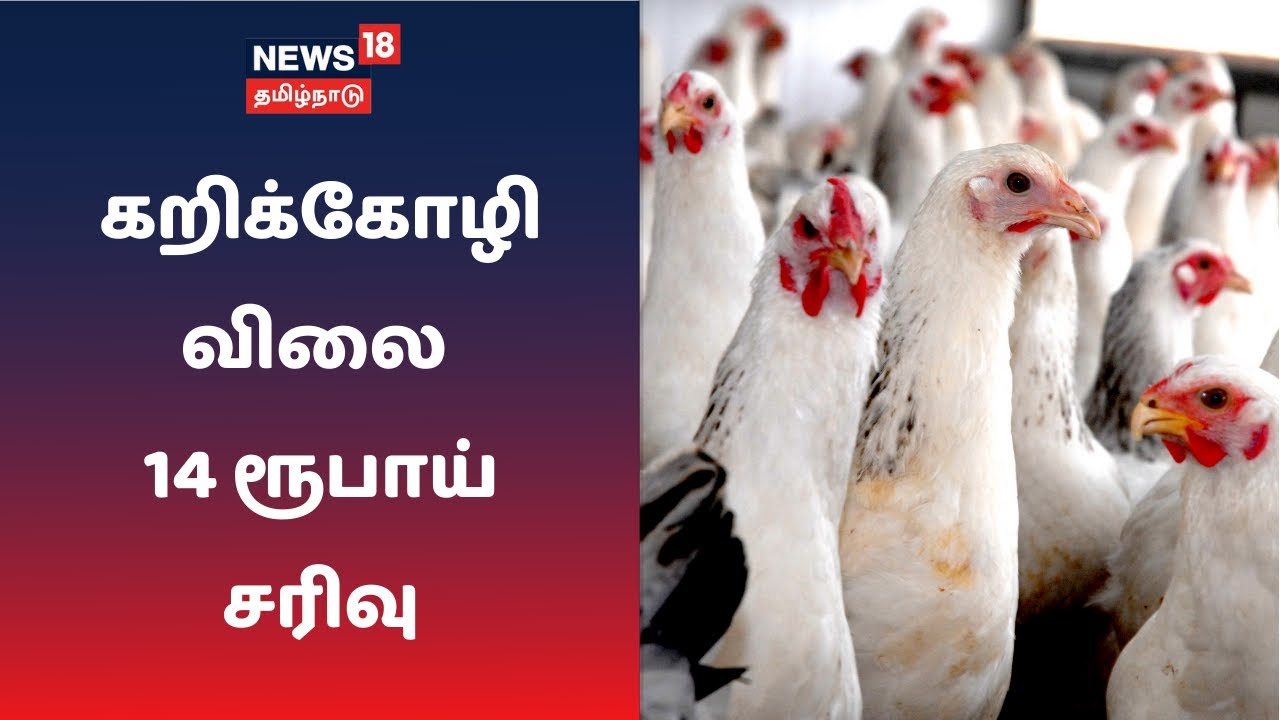 பறவைக் காய்ச்சல் - கறிக்கோழி விலை 14 ரூபாய் சரிவு | Bird Flu | Paravai ...