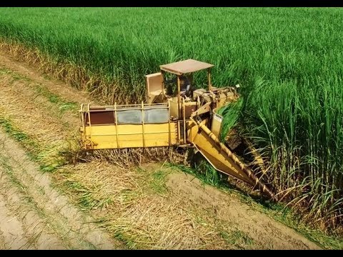 Cameco Equipment Cutting and Loading Seed Sugarcane 4K Drone Video ...