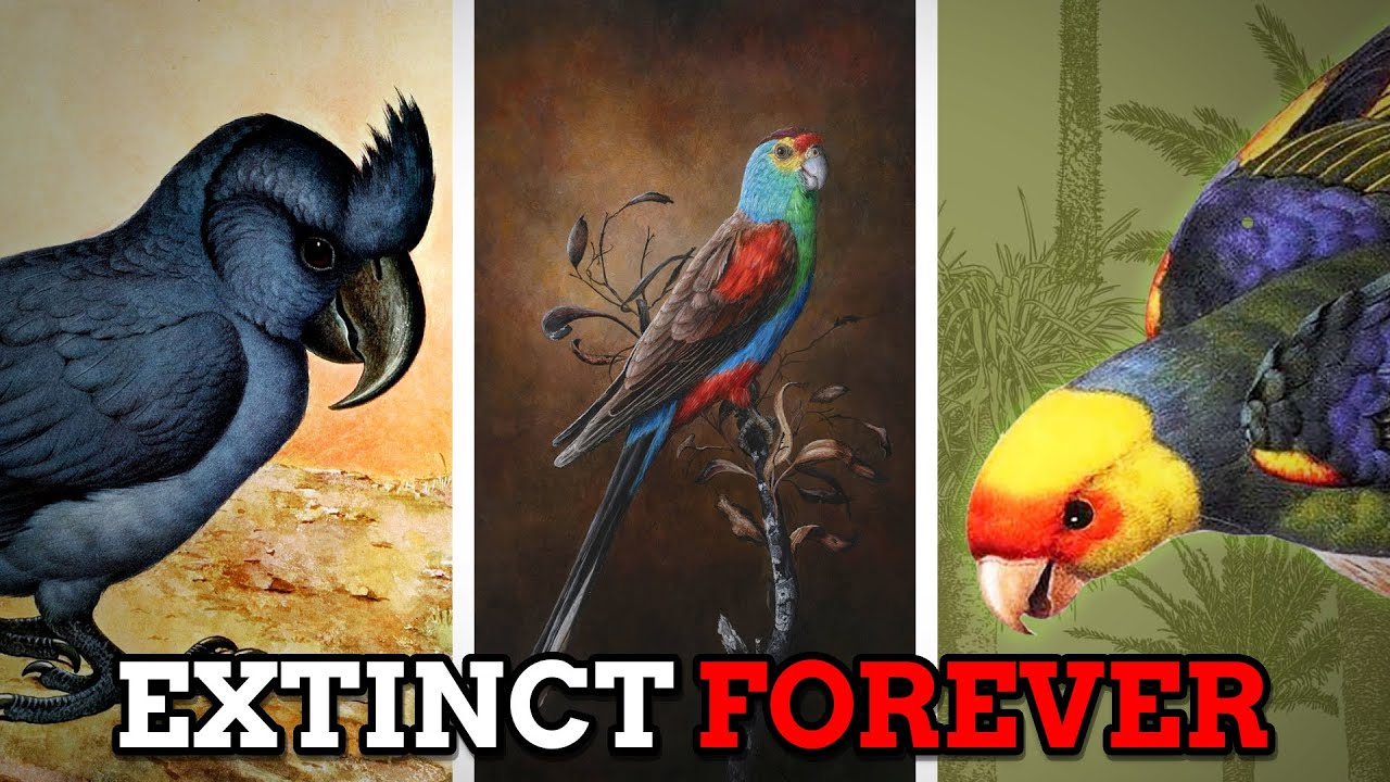 Six Magnificent Parrot Species that Became Extinct Forever - YouTube