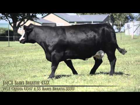 Sunny View Simmentals - Baby's Breath - YouTube