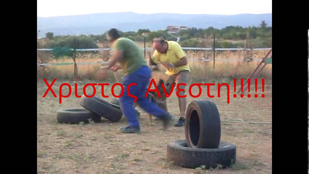 εκπαιδευση σκυλων θεσσαλονικη-πυλαια - YouTube