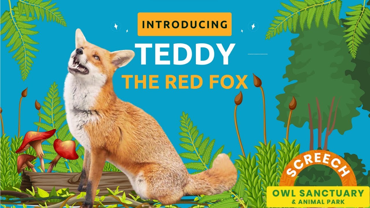 INTRODUCING TEDDY THE RED FOX - YouTube