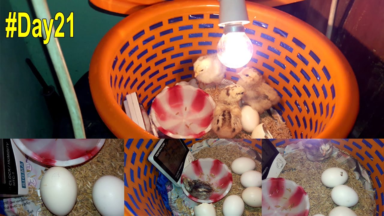 Day 21 Chicks Hatching | Incubator Result | Chicken Incubator - YouTube