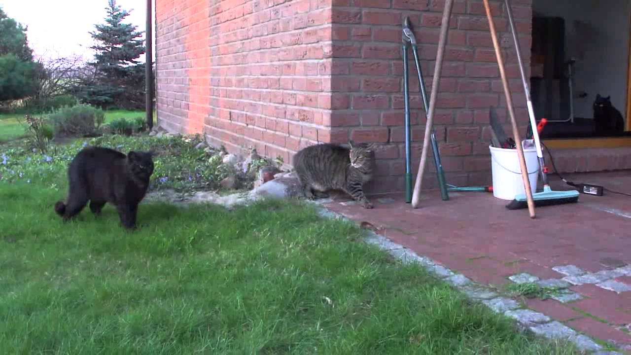 Cats discussing - YouTube