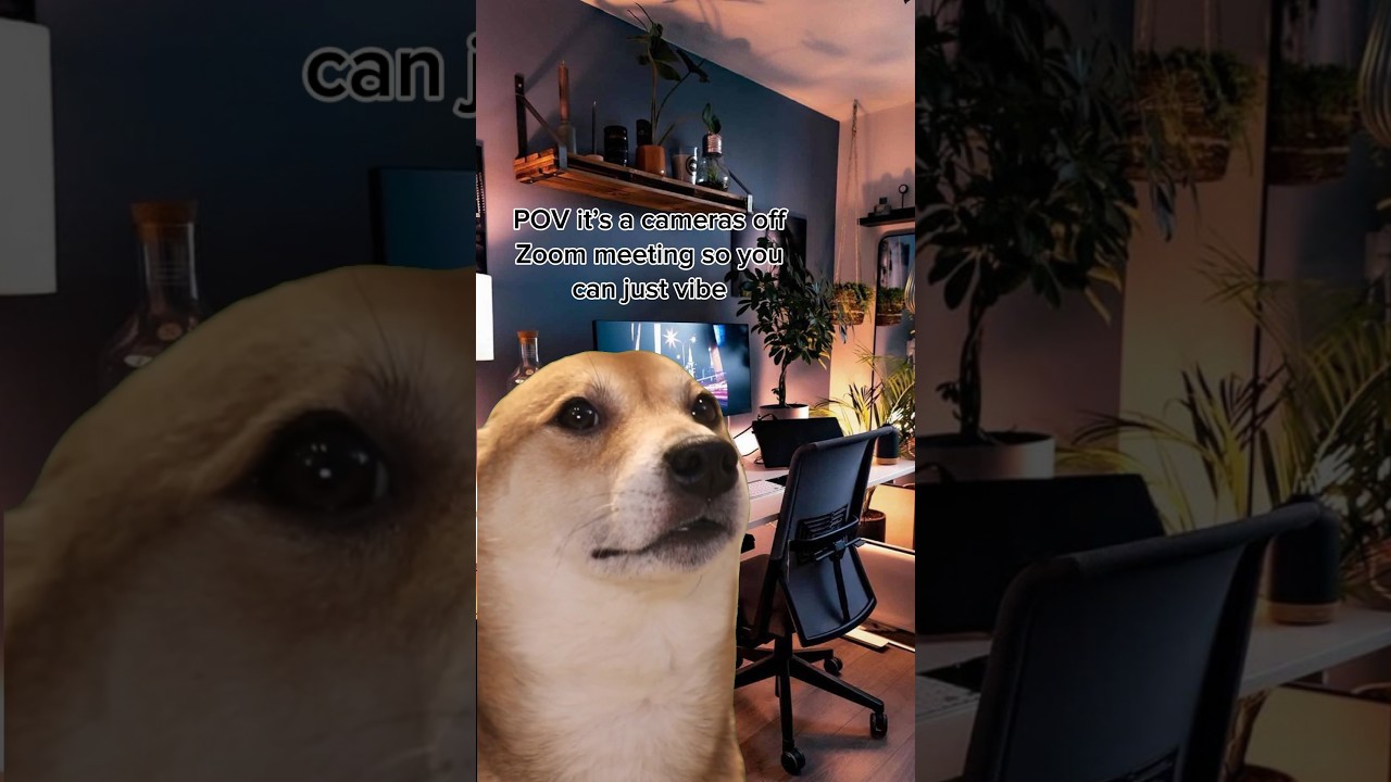 😂 POV it’s a ‘cameras off’ Zoom meeting - who else? #shorts #funny # ...