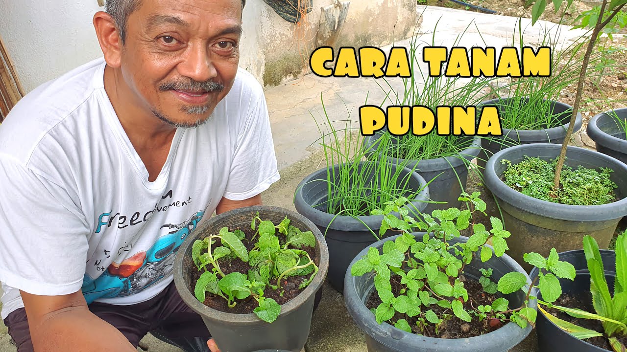 ️ CARA TANAM PUDINA. MUDAH TUMBUH DAN CEPAT KUTIP HASIL - YouTube