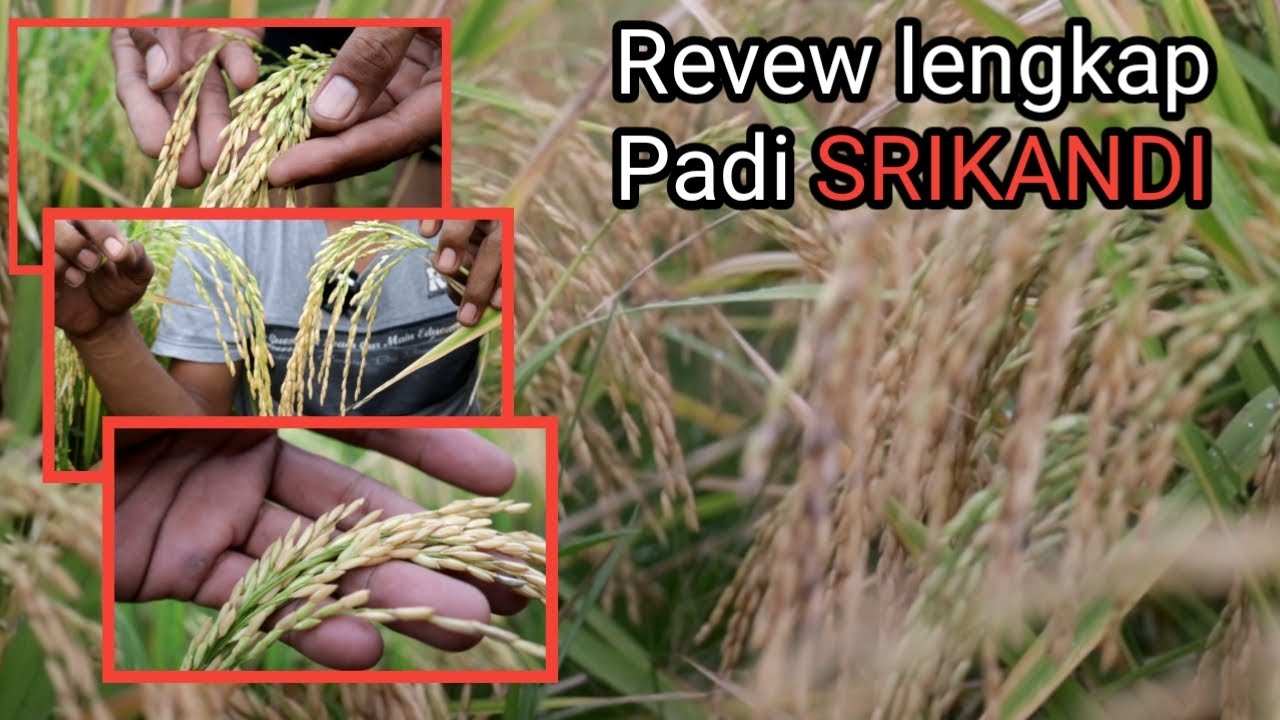 PADI SRIKANDI// Revew lengkap ,|| simak video ini sebelum mencoba ...
