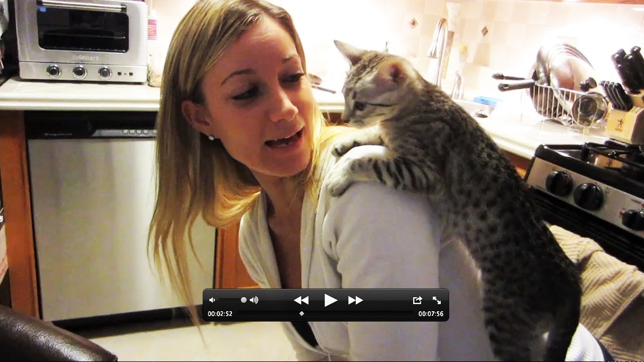 BRAT CAT ON BACK - YouTube